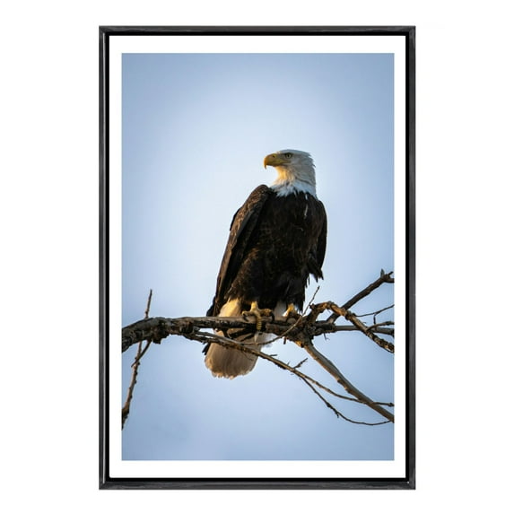 Bald Eagle Canvas Double Framed Wall Art Wildlife Patriotic American ...
