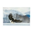 Bald Eagle Canvas Double Framed Wall Art Wildlife Patriotic American ...