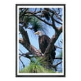 Bald Eagle Canvas Double Framed Wall Art Wildlife Patriotic American ...