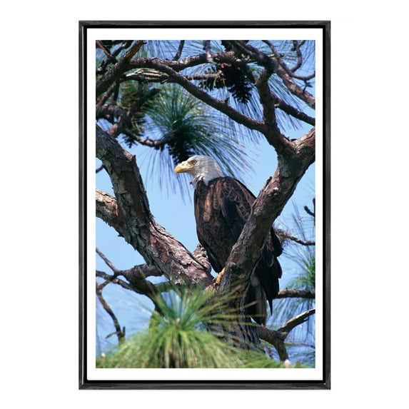 Bald Eagle Canvas Double Framed Wall Art Wildlife Patriotic American ...