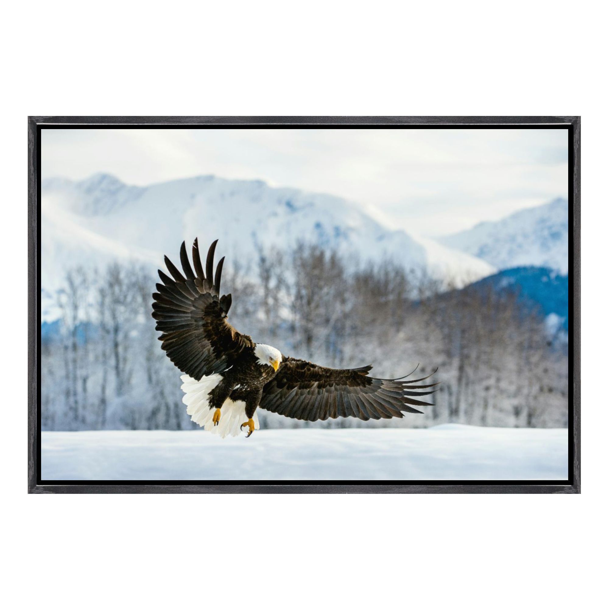 Bald Eagle Canvas Double Framed Wall Art Wildlife Patriotic American ...