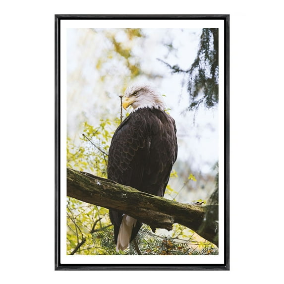Bald Eagle Canvas Double Framed Wall Art Wildlife Patriotic American ...