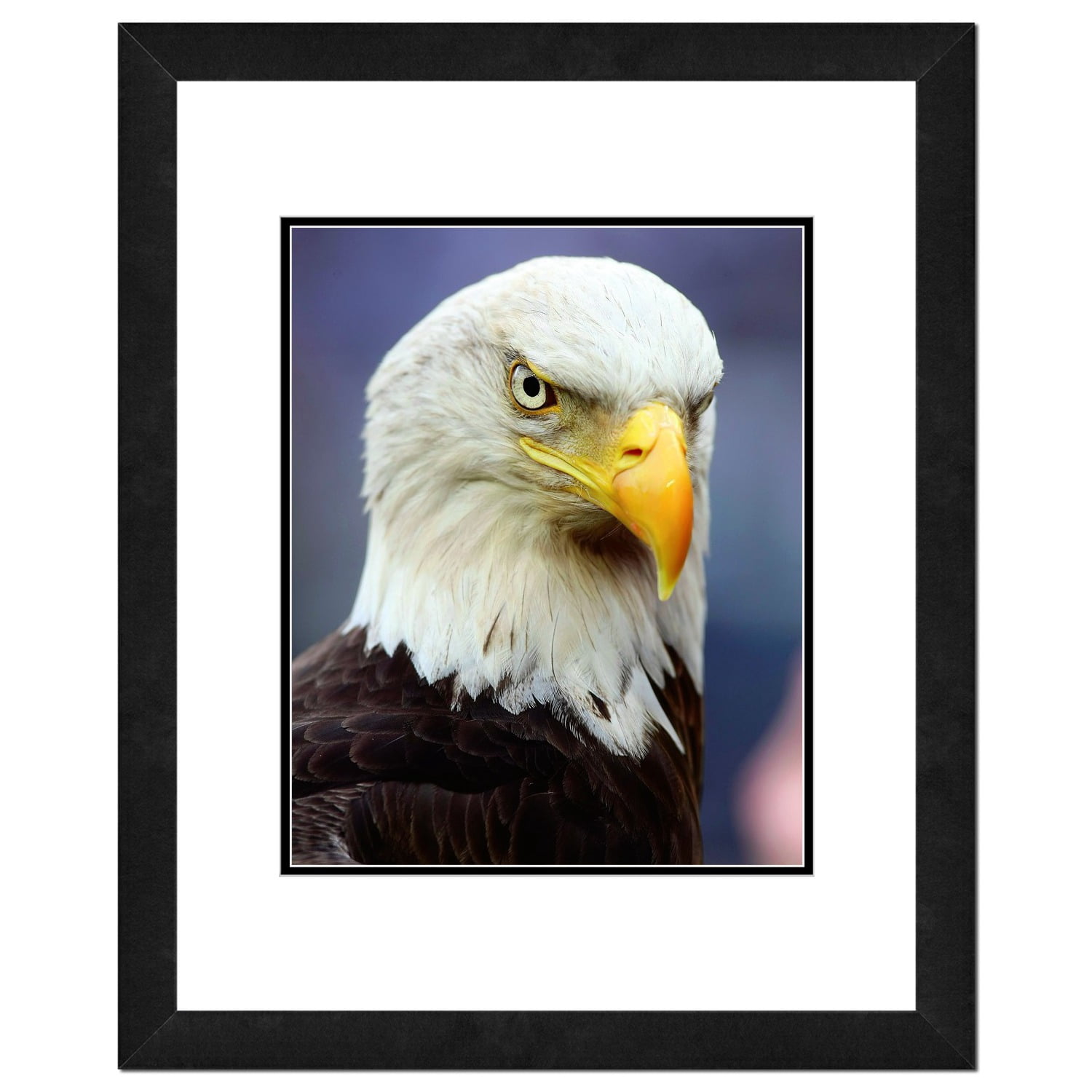 Bald Eagle Framed Photo by Photo File - Walmart.com