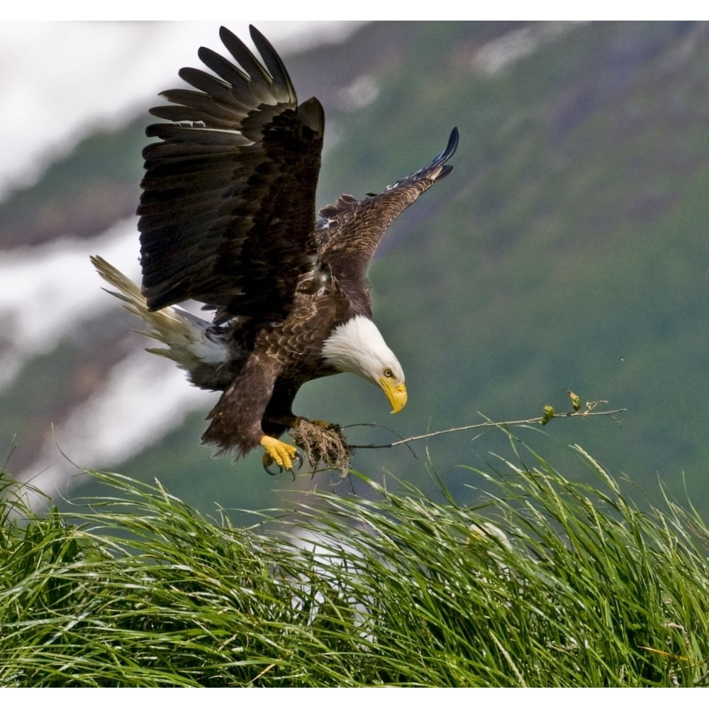 Bald Eagle Gathering Materials For A Nest Kukak Bay Katmai National ...