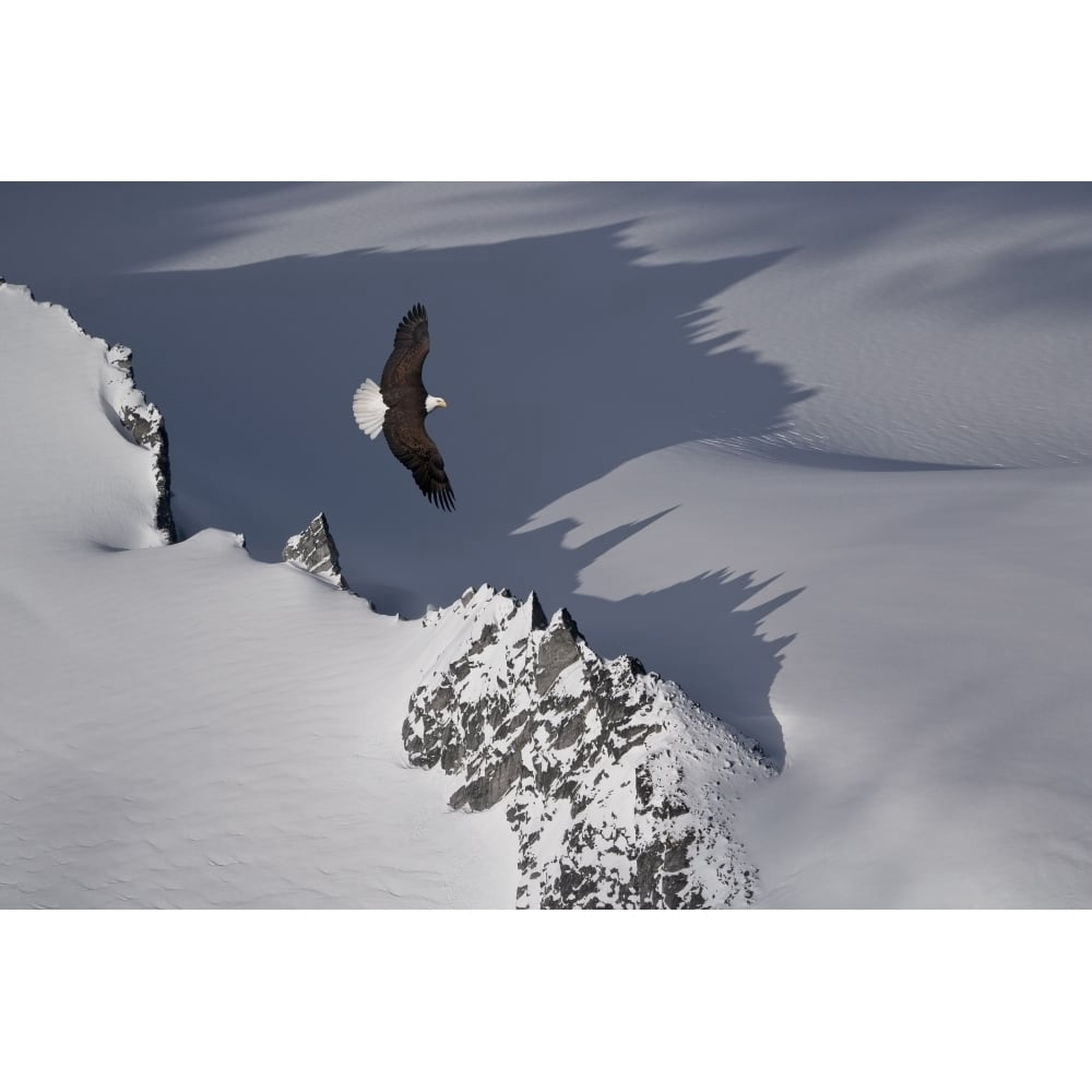 Bald Eagle Soaring Above The Mountain Peaks Of The Juneau Ice Field ...