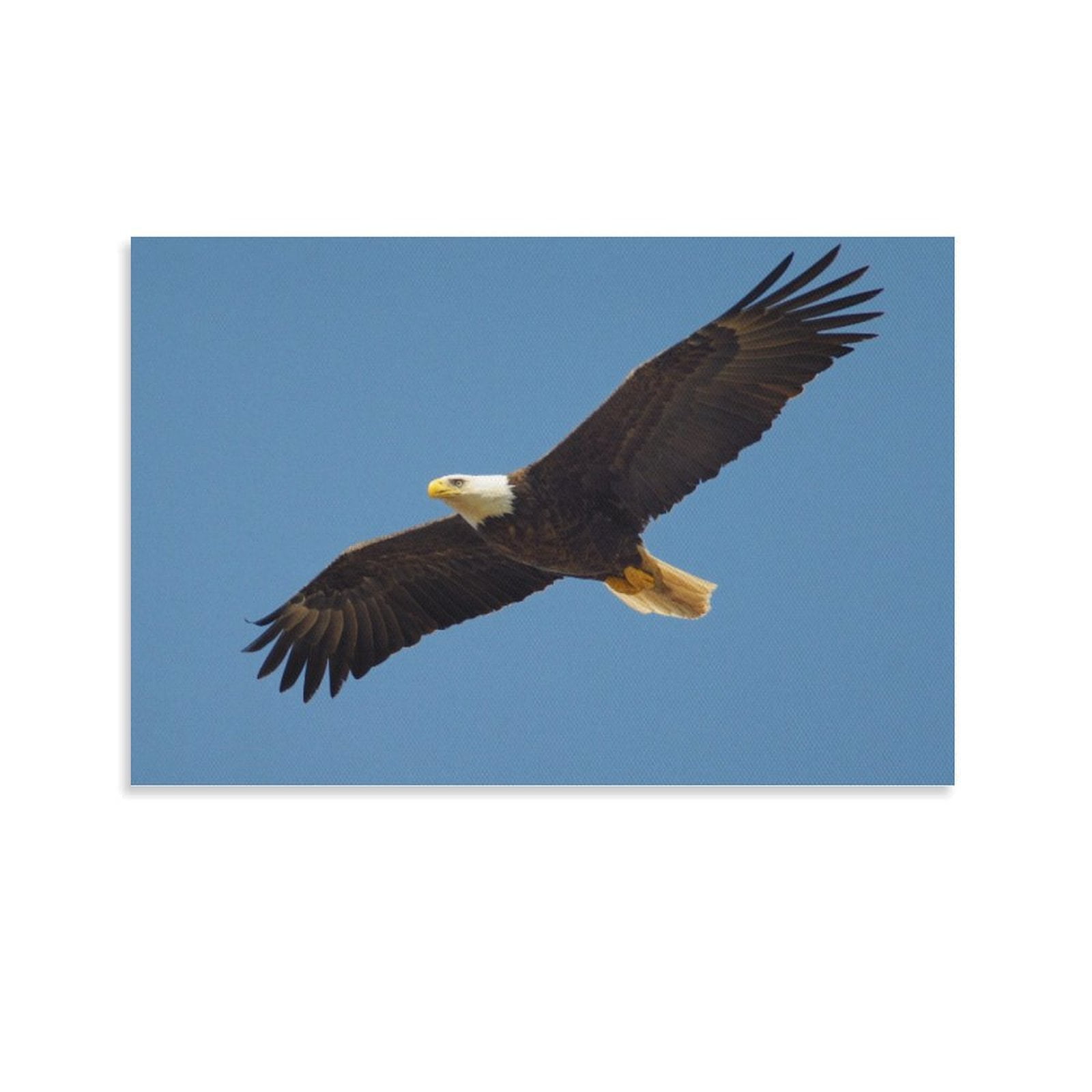 Bald Eagle Soaring Canvas Art Poster And Wall Art Picture Print Modern ...