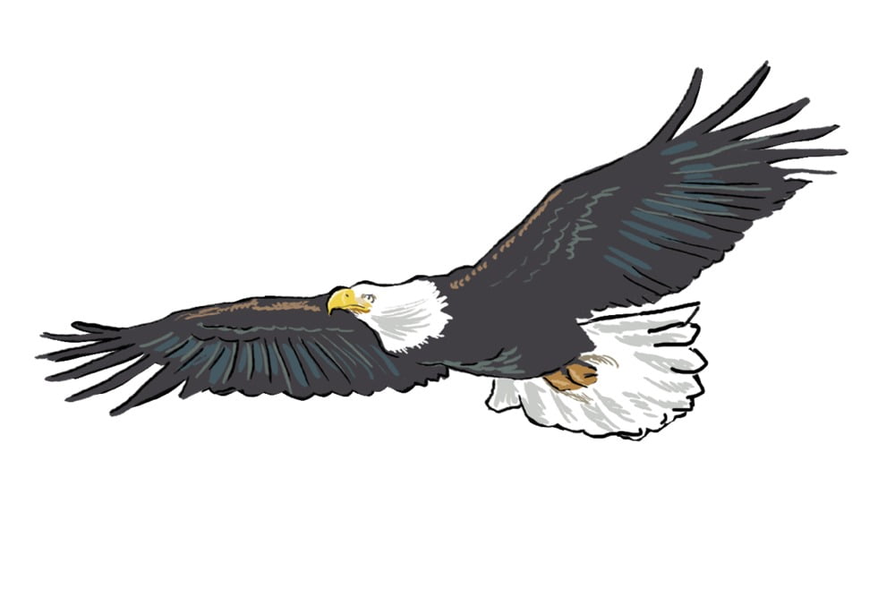 Bald Eagle Soaring, Icon (16x24 Giclee Gallery Art Print, Vivid ...