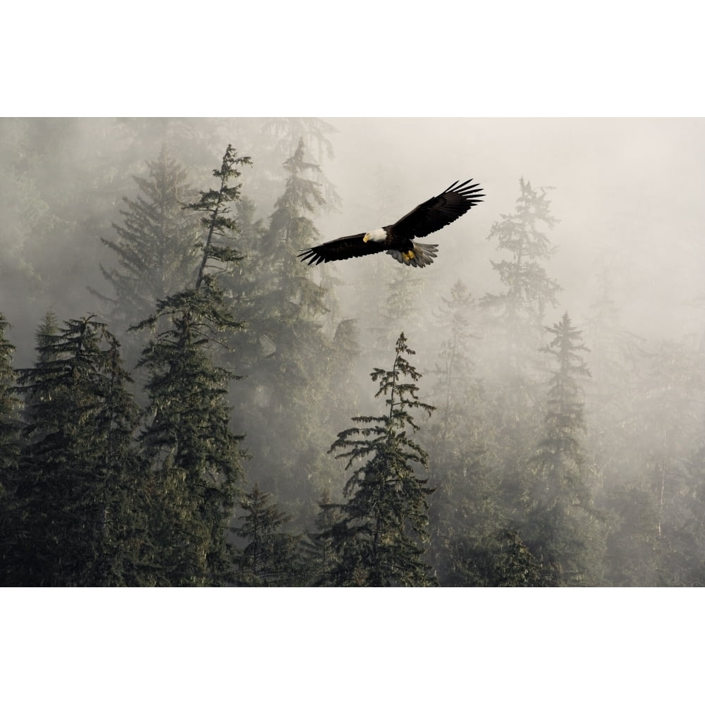 Bald Eagle Soaring In Flight Through Misty Tongass Nat Forest Se Alaska Summer Composite Poster ...