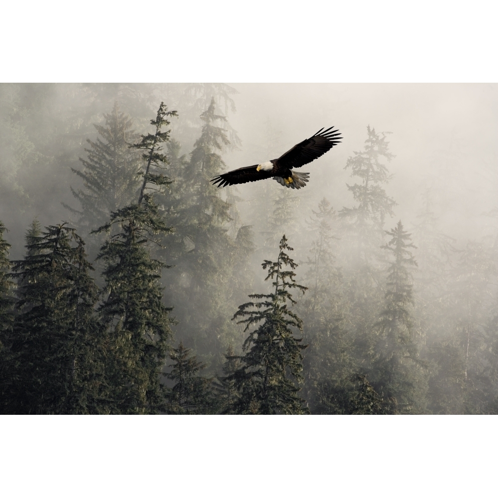 Bald Eagle Soaring In Flight Through Misty Tongass Nat Forest Se Alaska ...