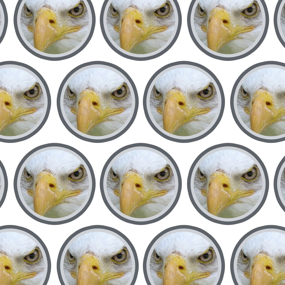 Bald Eagle Staring Raptor Bird of Prey Premium Gift Wrap Wrapping Paper ...