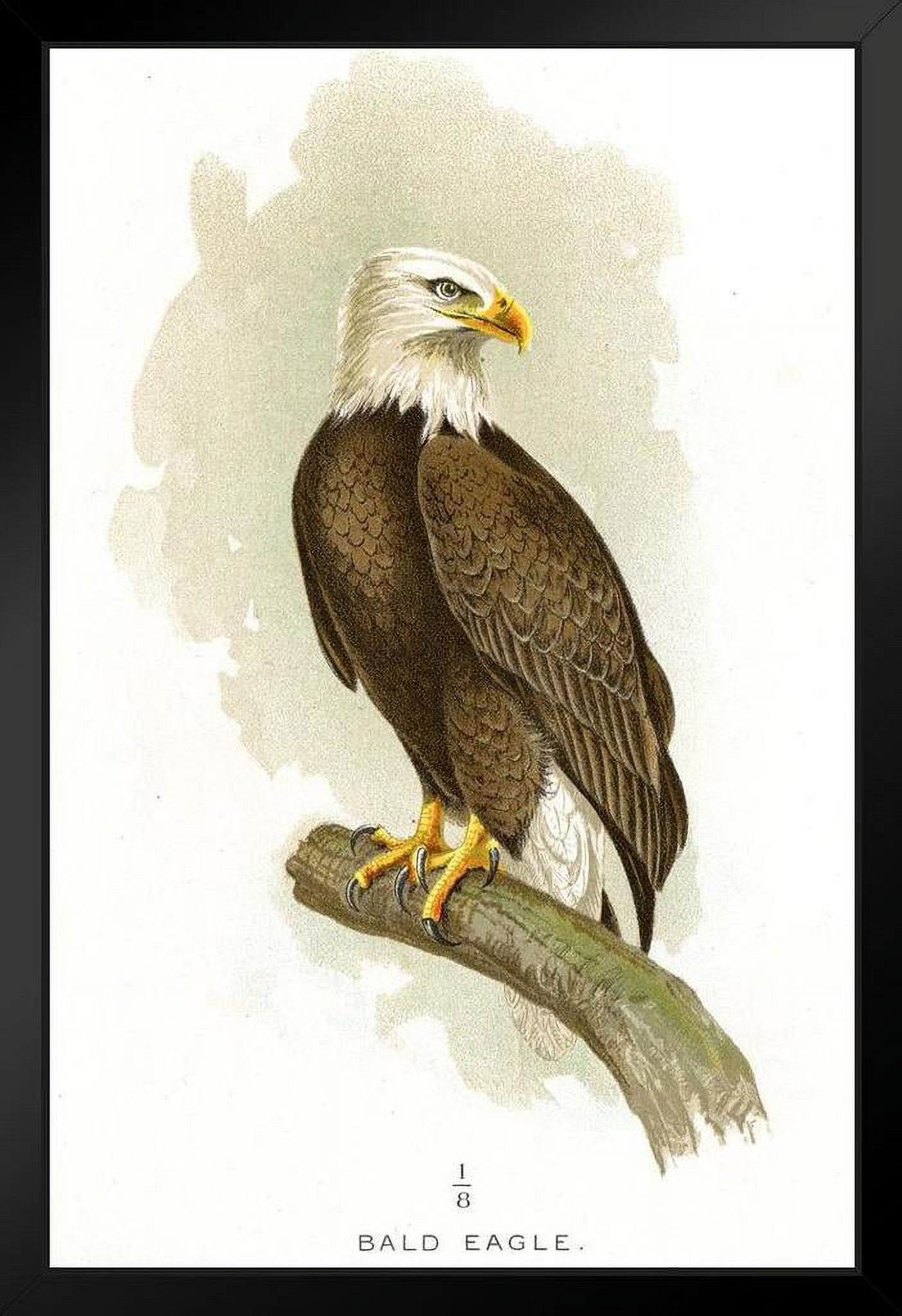 Bald Eagle Vintage Nature Lithograph America Bird Pictures Wall Decor ...
