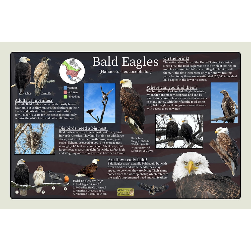 Bald Eagles Educational Nature Poster | Fun Facts & Pictures | Wildlife ...