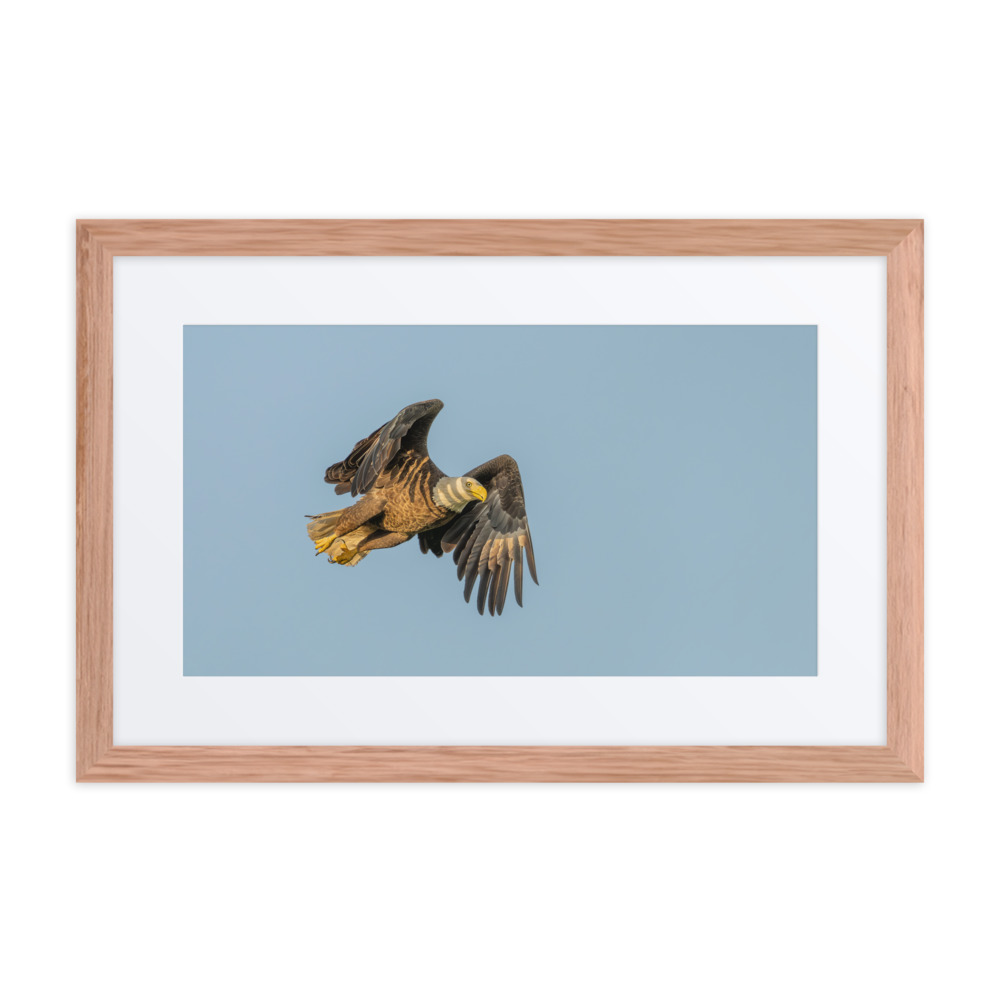 Bald eagle - Framed Horizontal Poster (Red Oak, 12″×18″) - Walmart.com