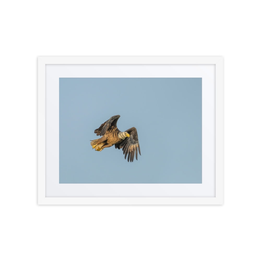 Bald eagle - Framed Horizontal Poster (White, 16″×20″) - Walmart.com