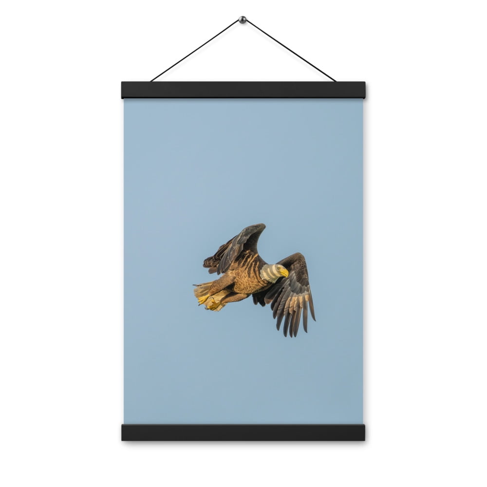 Bald eagle! - Poster with hangers (Black, 12″×18″) - Walmart.com