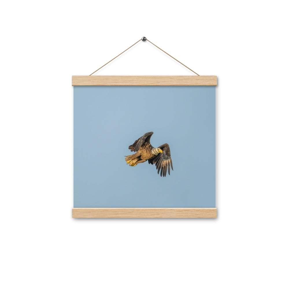 Bald eagle! - Poster with hangers (Oak, 12″×12″) - Walmart.com