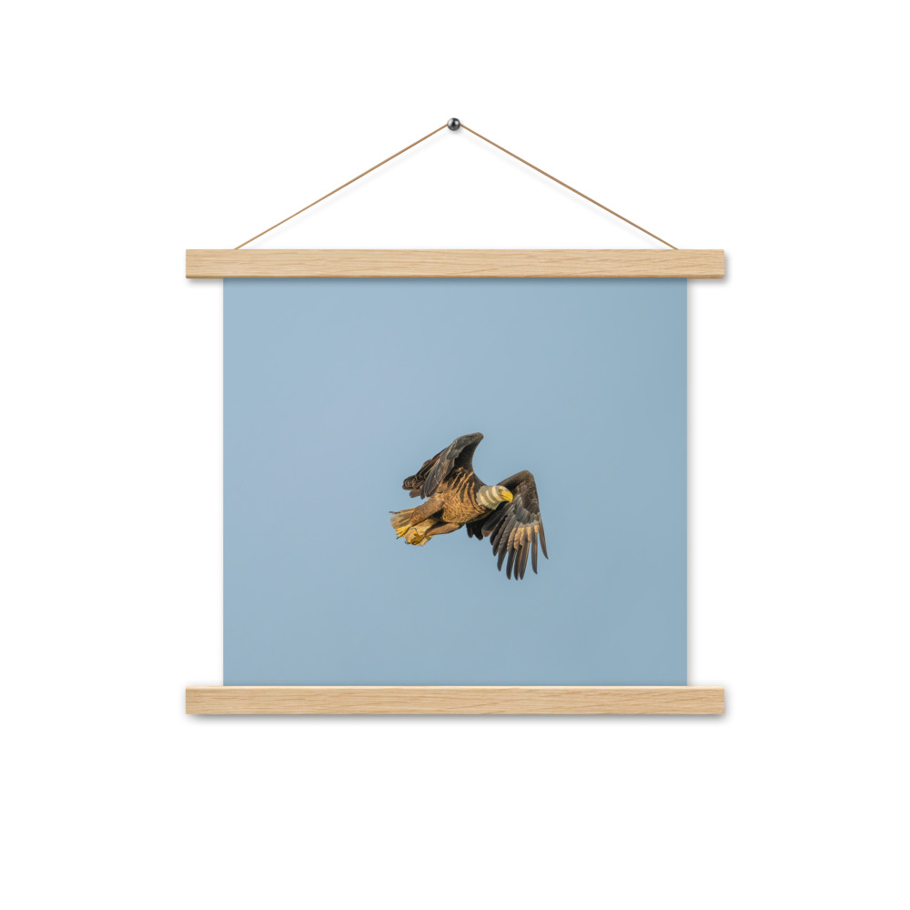 Bald eagle! - Poster with hangers (Oak, 14″×14″) - Walmart.com