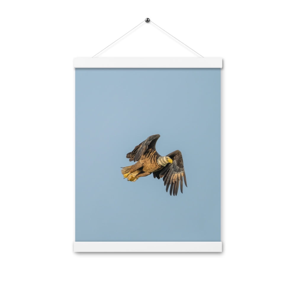 Bald eagle! - Poster with hangers (White, 12″×16″) - Walmart.com