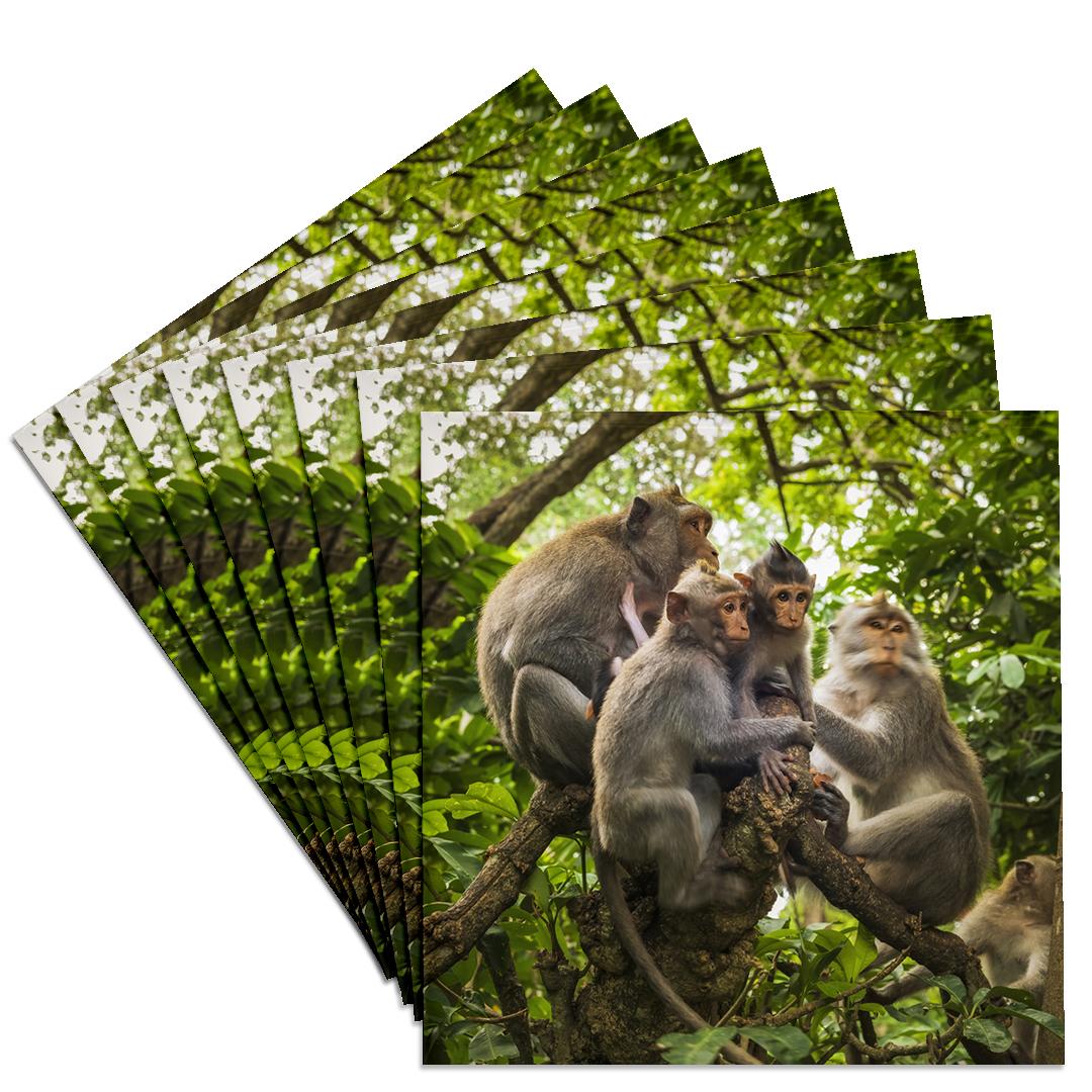 3drose, Balinese Long Tailed Monkey, Sacred Monkey Forest, Ubud, Bali ...