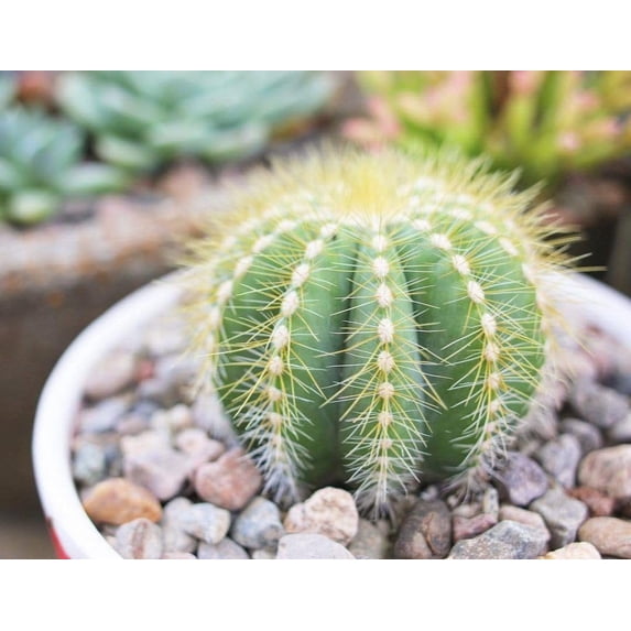 Ball Cactus - Live Plant in a 4 Inch Pot - Parodia Magnifica ...