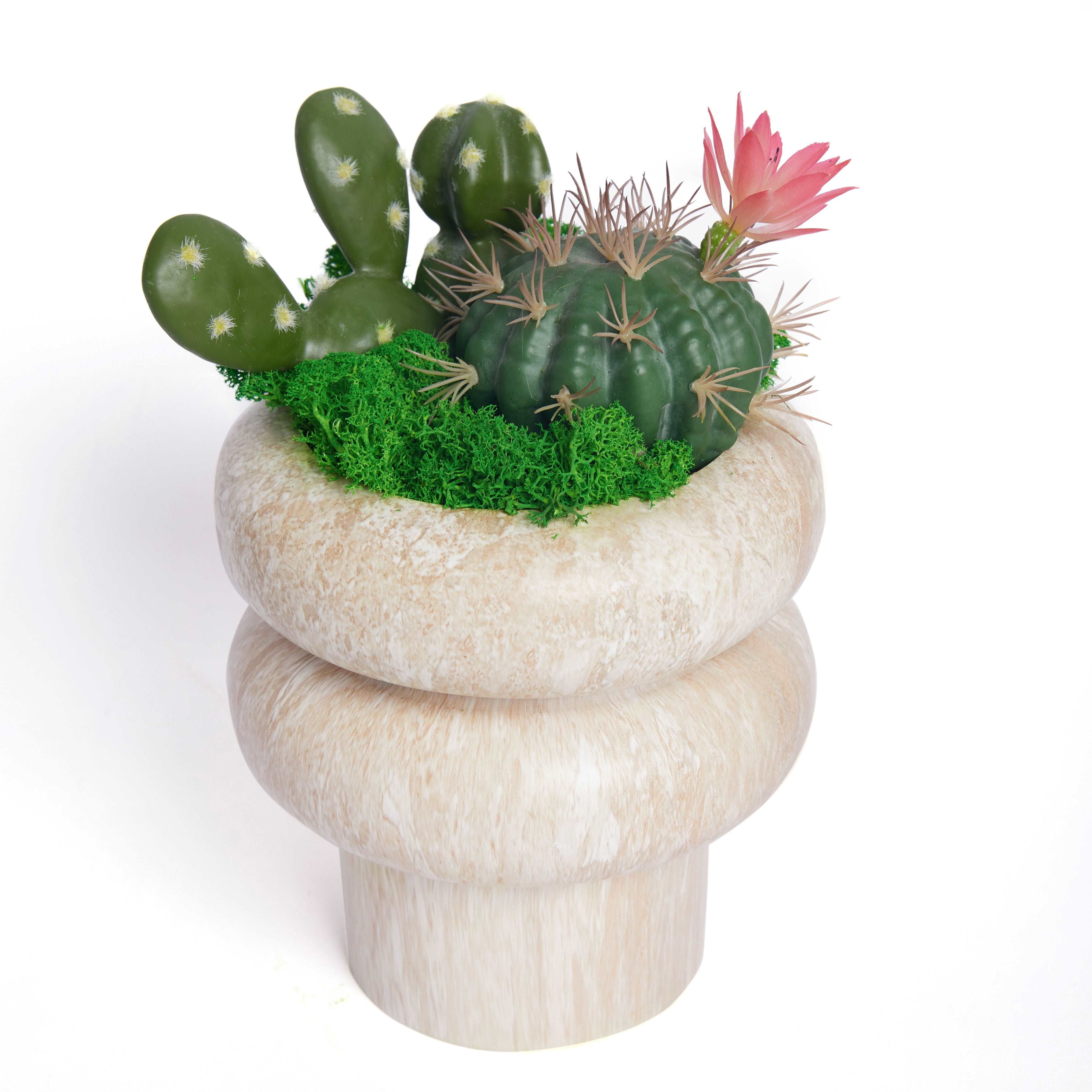 Ball Cactus Moss Desktop Bonsai A Synthesis of Desert and Forest ...