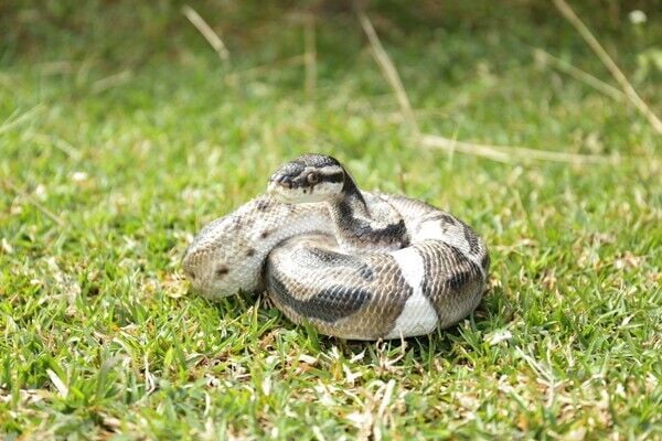 Ball Python Garden Statue Snake Yard Flowerbed Decor - Walmart.com