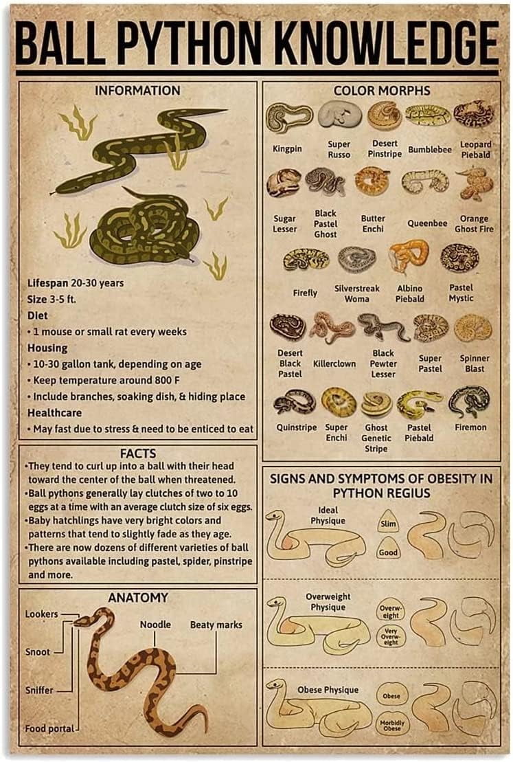Ball Python Knowledge Vintage Tin Sign Infographics Signs And Symptoms