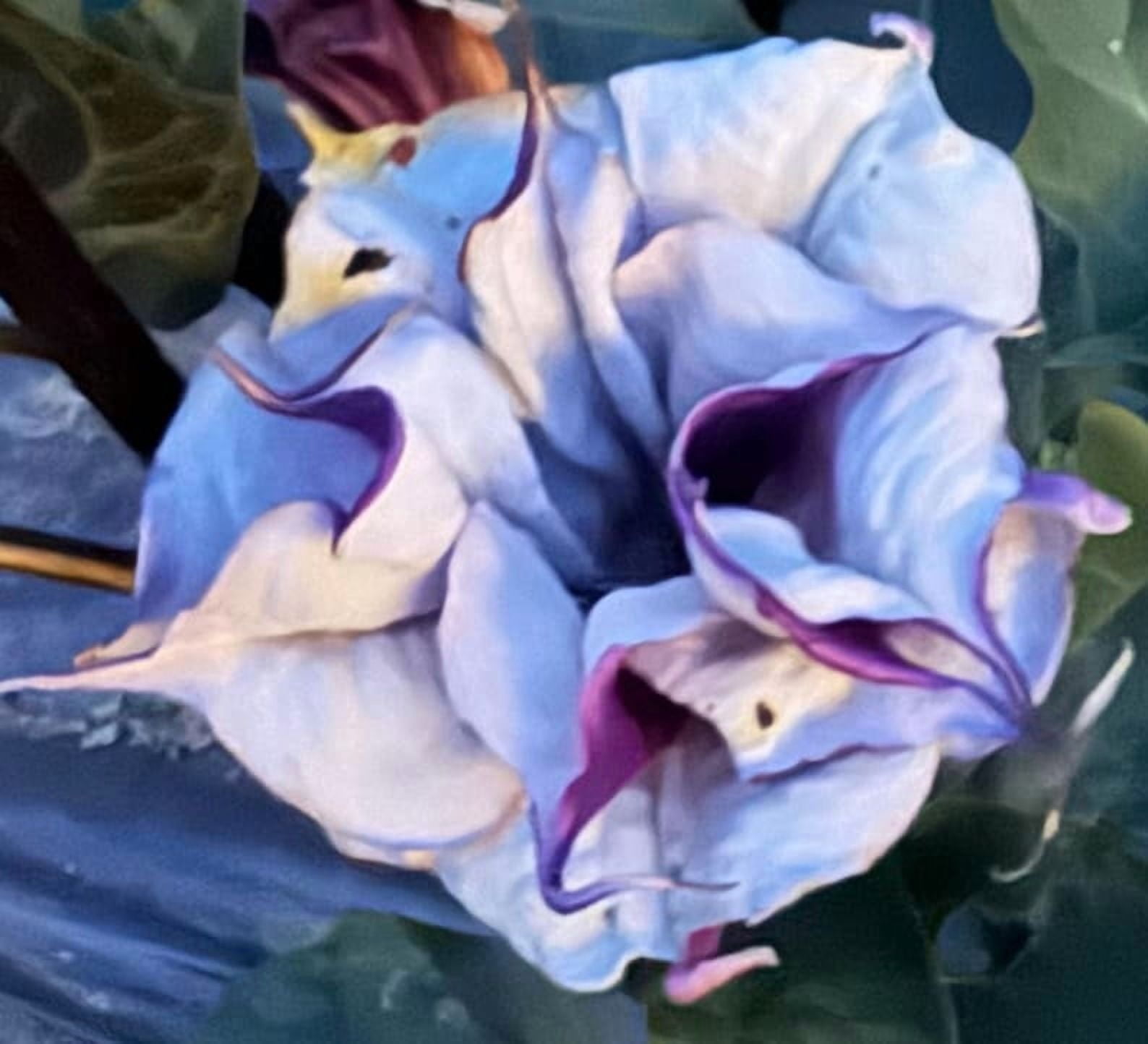 Sherwood's Seeds Ballerina Purple Datura Metel, Moonflower, Angel's ...