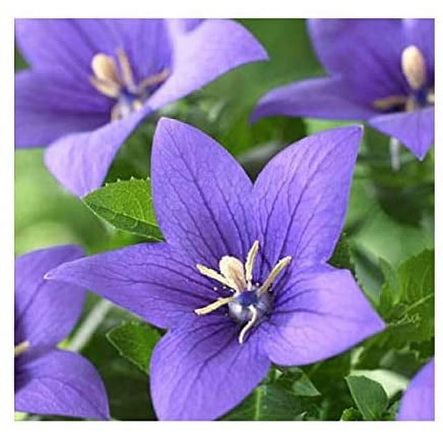 Marde Ross & Company Balloon Flower Seeds, Medicine Anti-inflammatory ...