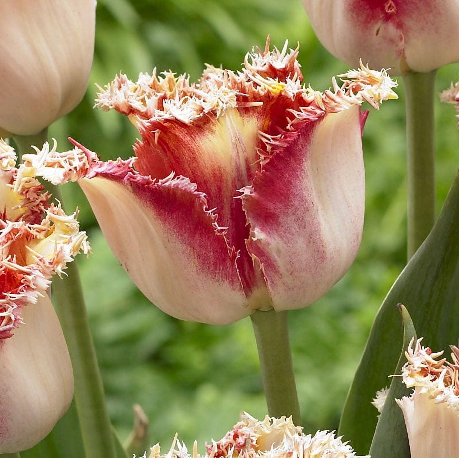 Ballroom Fringed Tulip Flower Bulbs - 10 Bulbs per Pack - Good as Cut ...