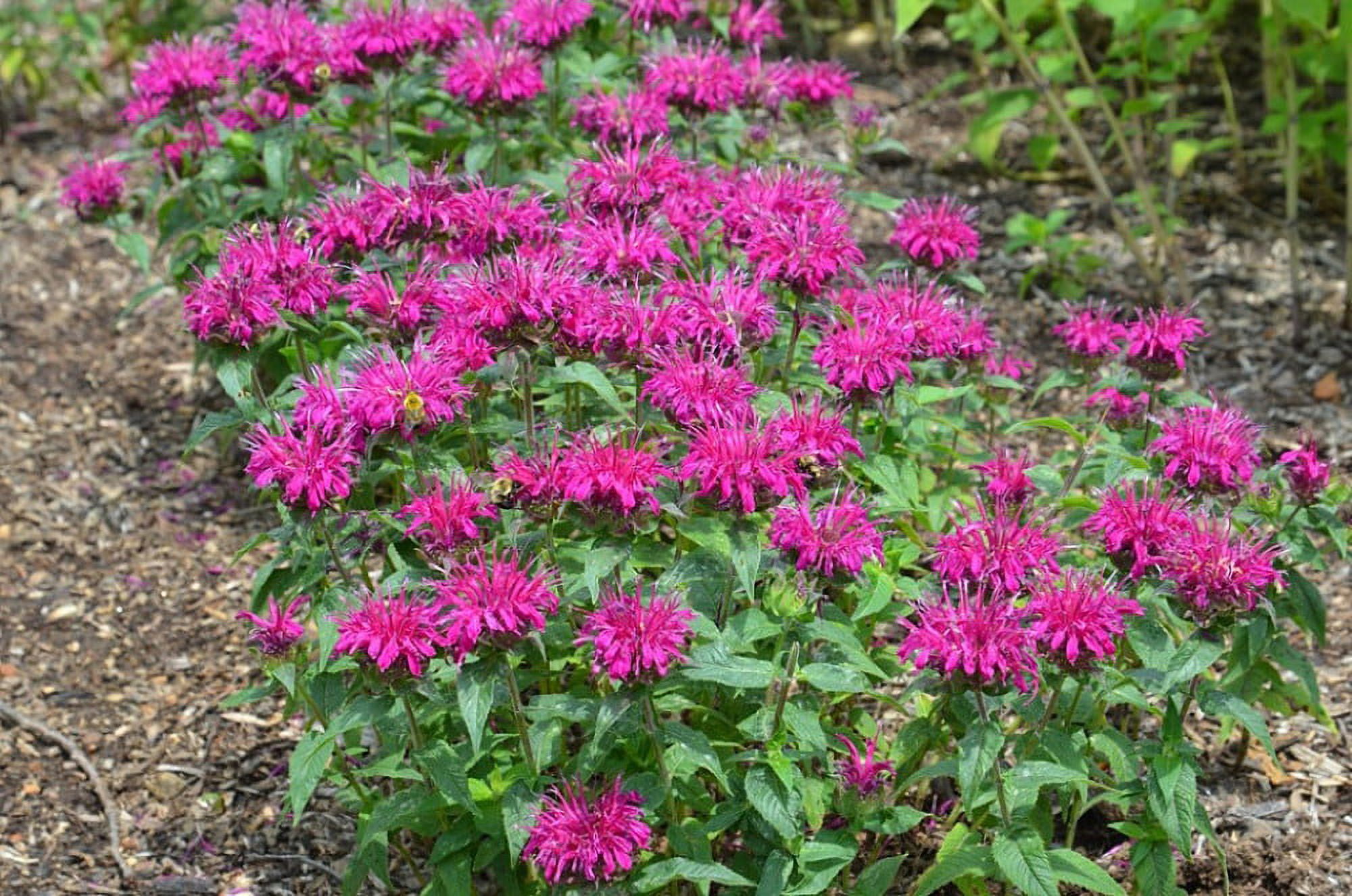 Balmy™ Purple Bee Balm - Monarda - Compact - Gallon Pot - Walmart.com