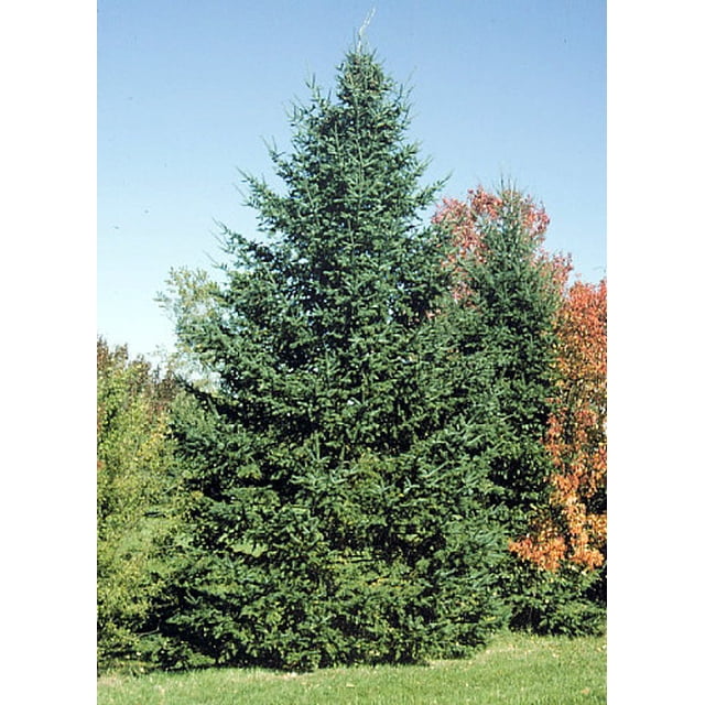Balsam Fir - Abies balsamea x Canaan - Outdoors or Bonsai - Quart Pot ...