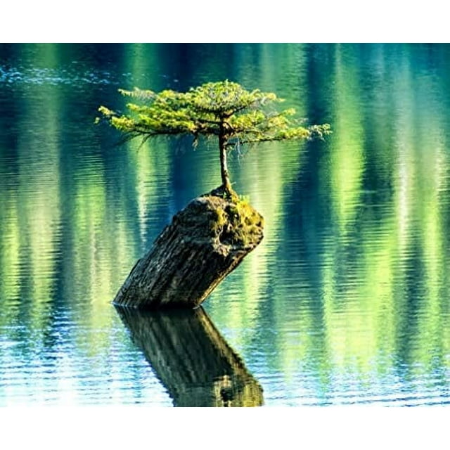 Balsam Fir Bonsai Tree Seeds - 30 Balsam Fir Seeds tp Plant (Abies ...