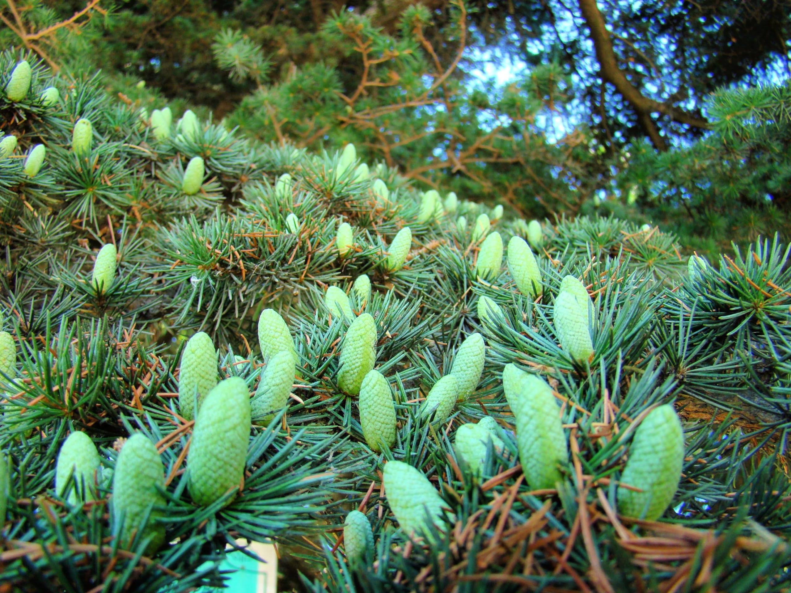 Balsam Fir Tree Seeds - 30 Balsam Fir Seeds to Plant (Abies balsamea ...