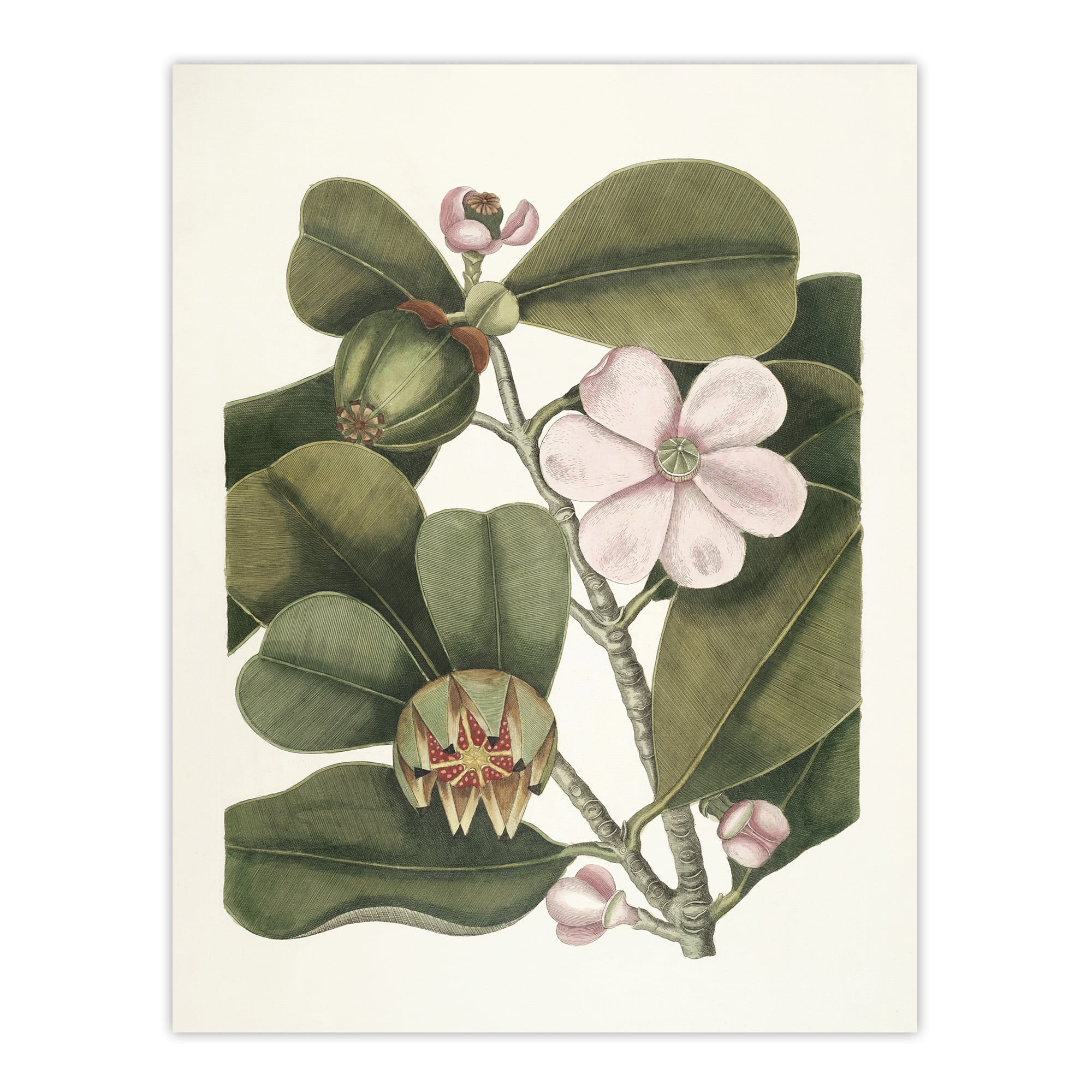 Balsam Tree Flower Vintage Botanical Catesby Huge Wall Art Poster Print ...