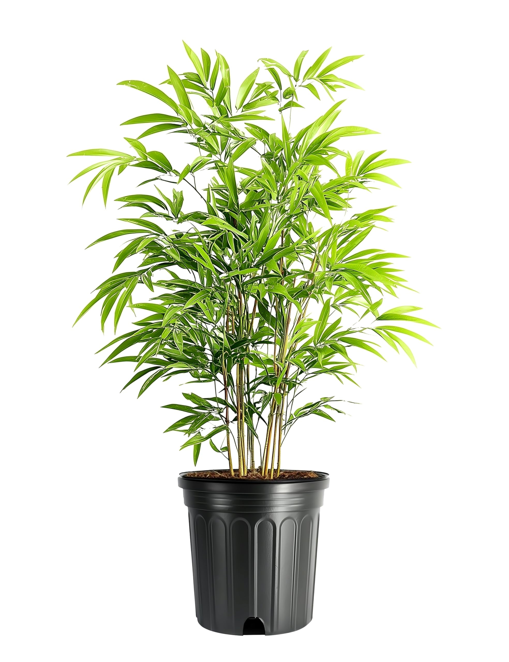 Bamboo Fernleaf | 1 Extra Large 3 Gallon Plant | Bambusa multiplex ...