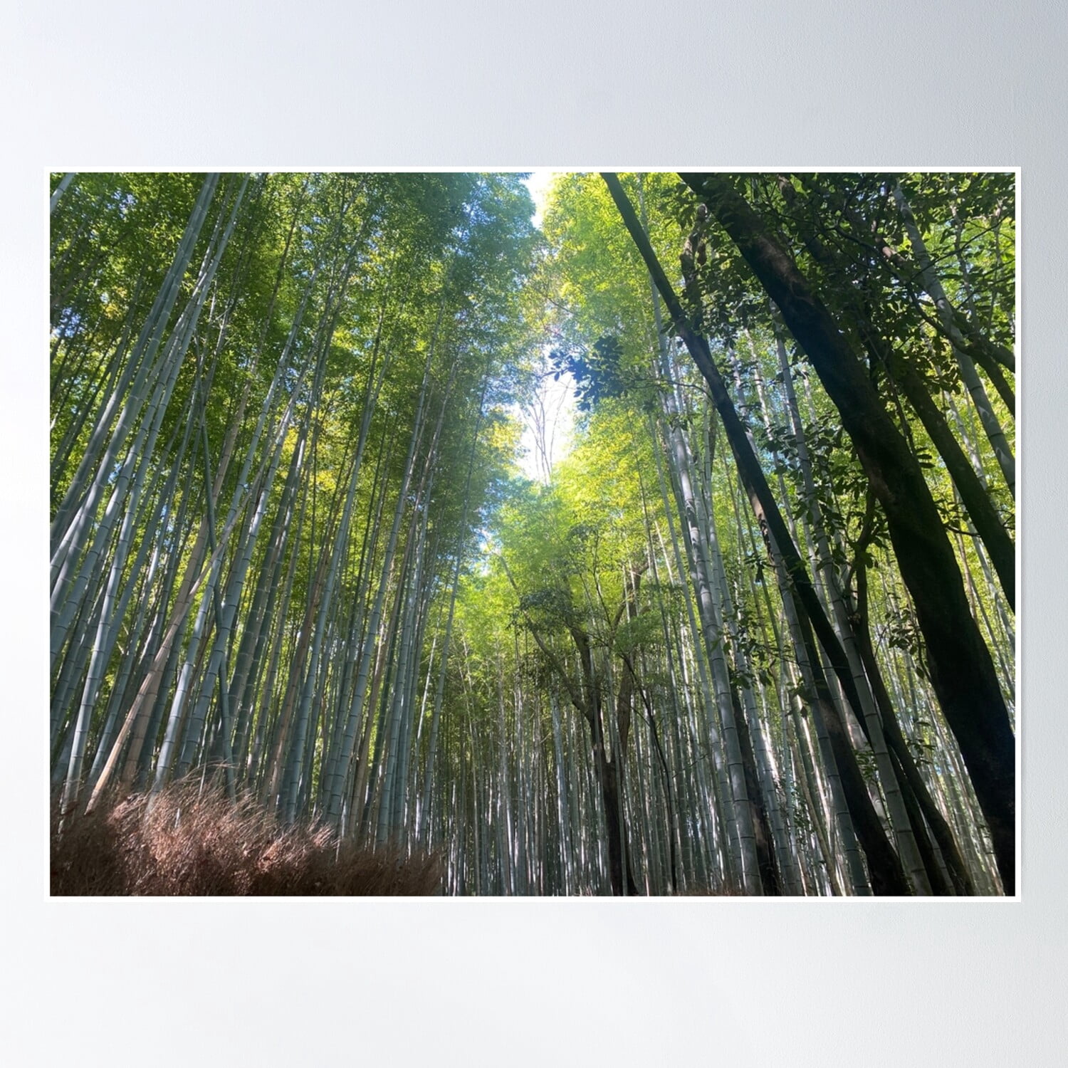 Bamboo Forest Treetops Poster Wall Art, Modern Wall Decor, 8x12 ...