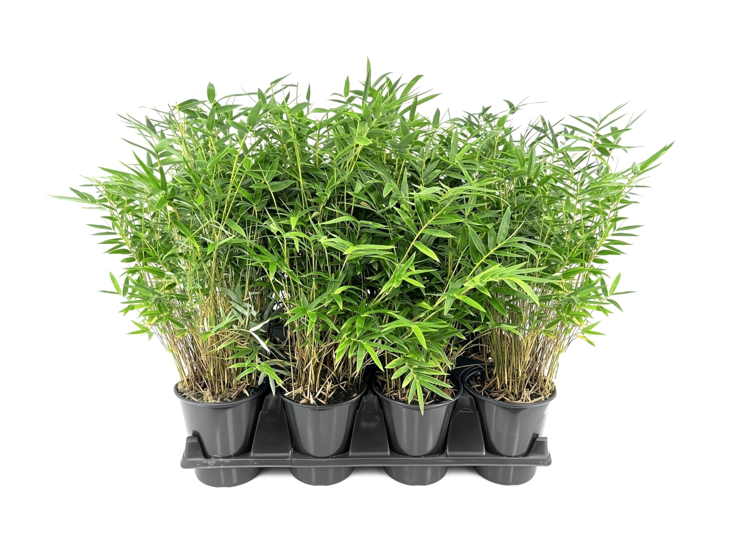Bamboo Golden Goddess | 1 Quart Size Plants | Bambusa multiplex | Fast ...