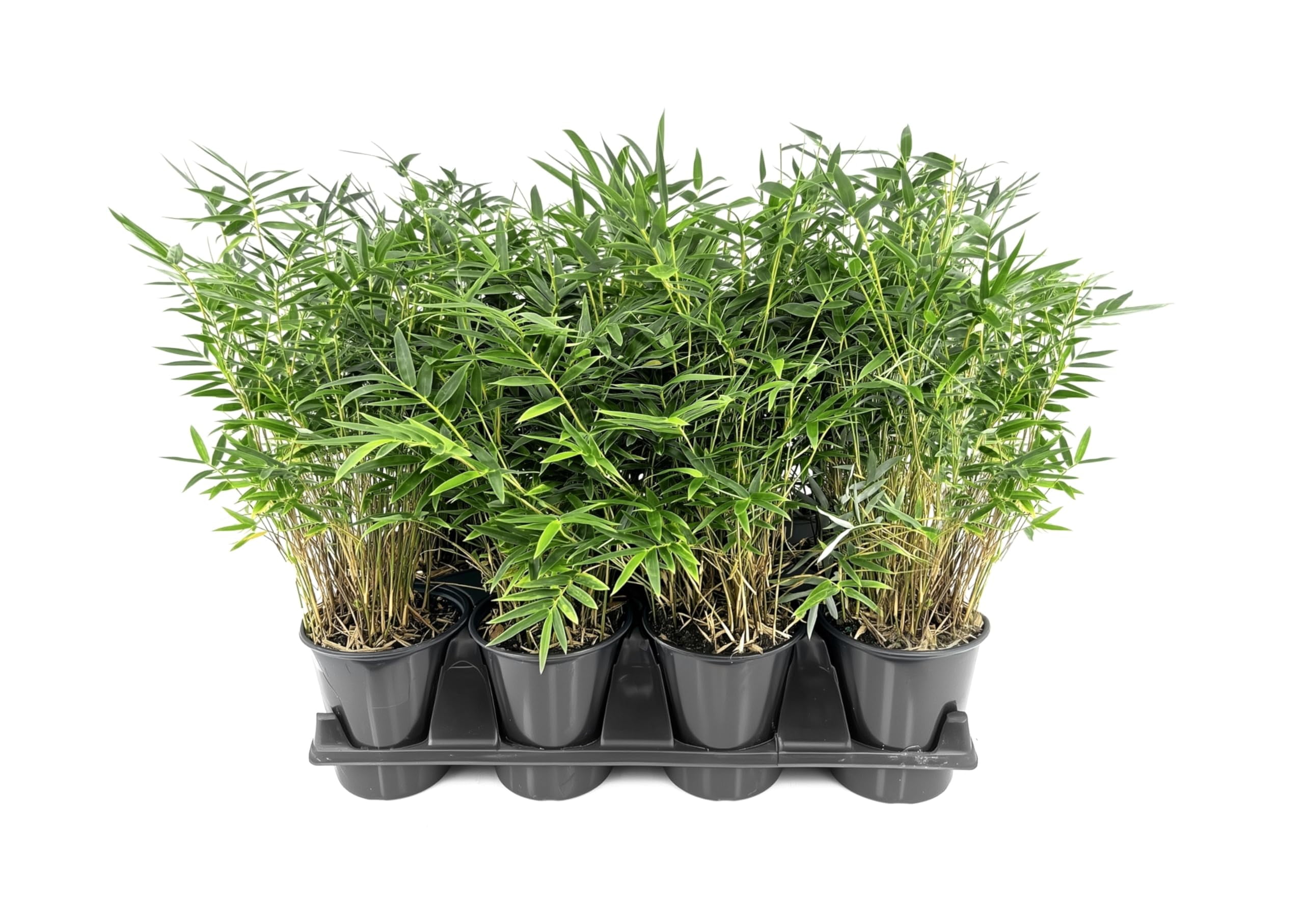Bamboo Green Hedge | 1 Quart Size Plant | Bambusa multiplex | Upright ...