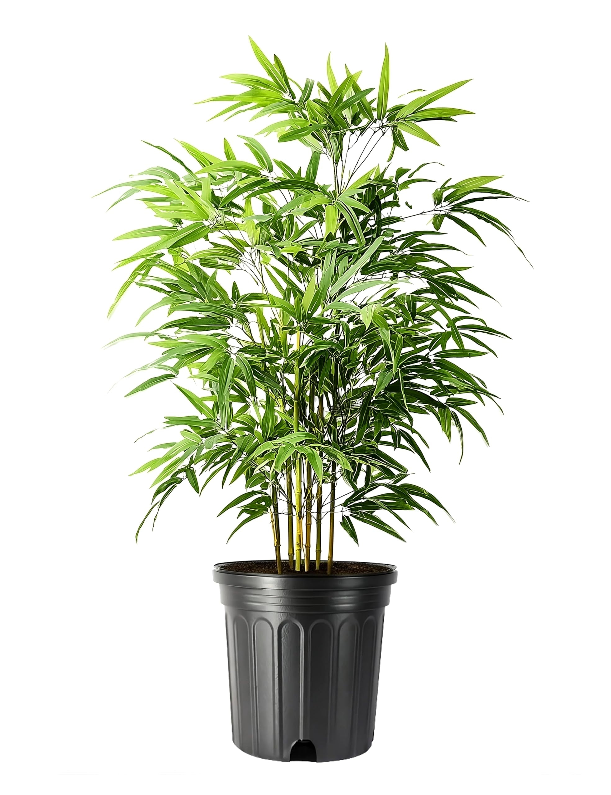 Bamboo Green Hedge | 2 Extra Large 3 Gallon Plant | Bambusa multiplex ...