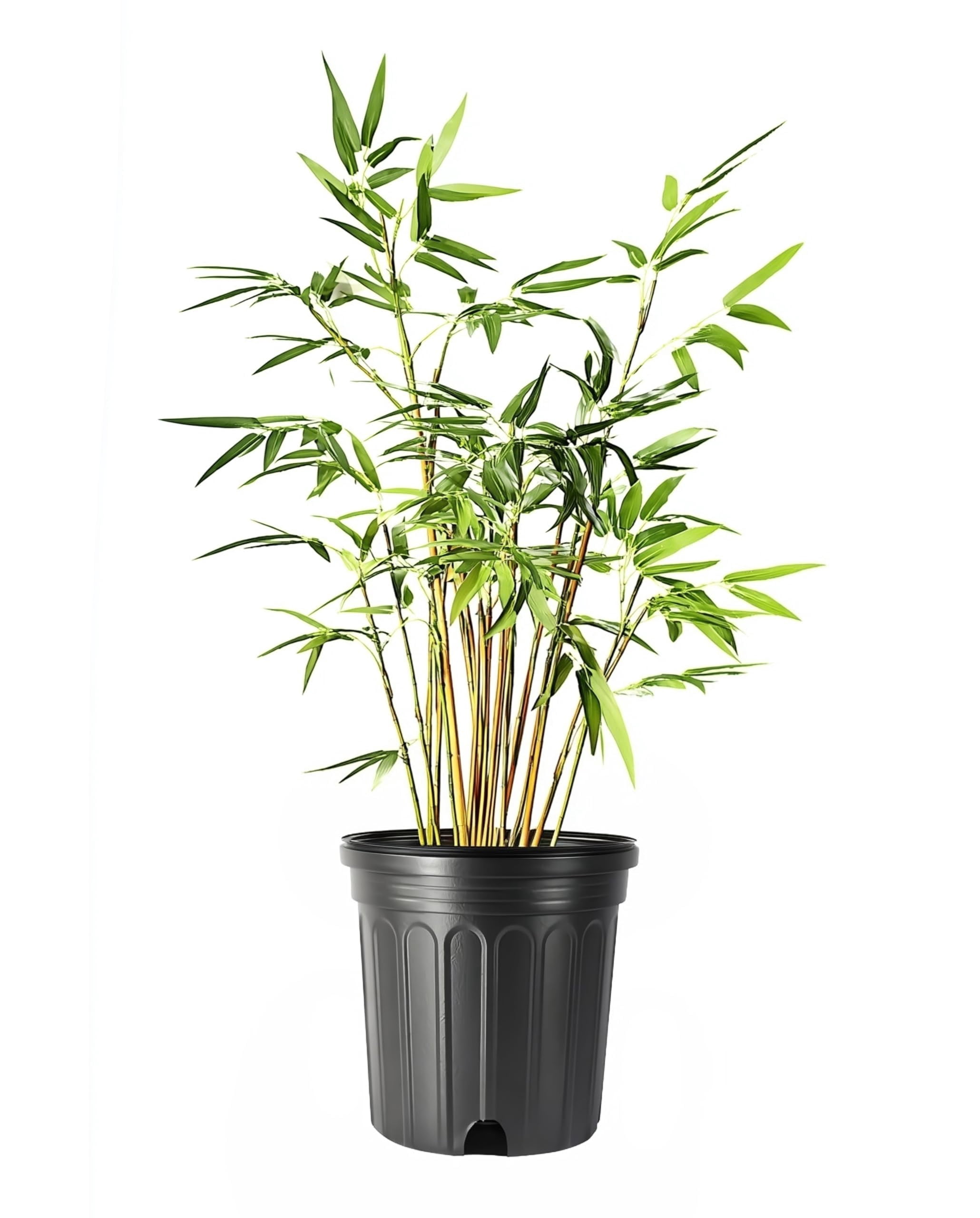 Bamboo Green Hedge | 3 Large Gallon Size Plant | Bambusa multiplex ...