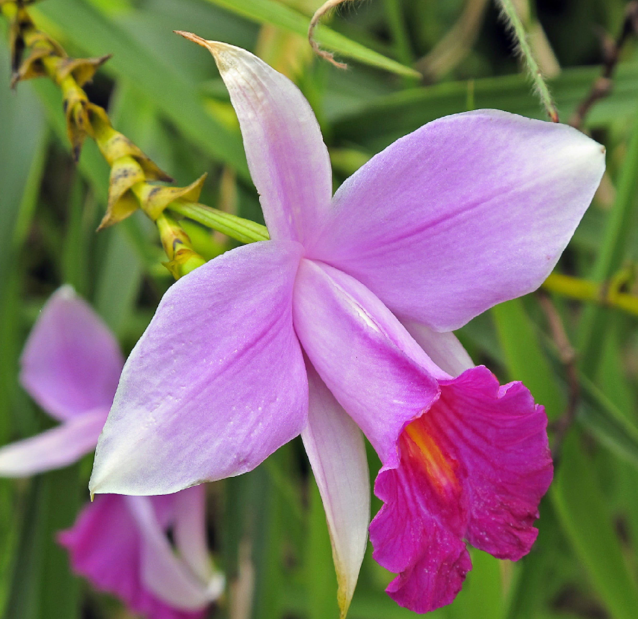 Bamboo Orchid Flower Plant Bulbs Each 3" Long, (5 Count) Partial Shade ...