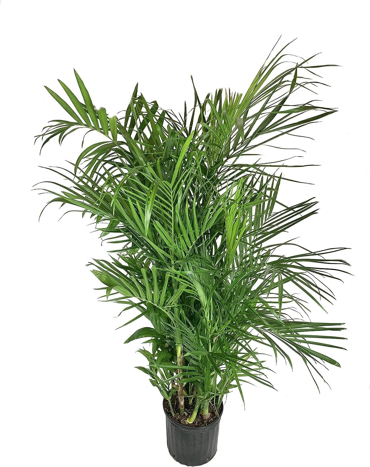 Indoor Bamboo Palm - Live Plant, 3 Gallon Pot, Chamaedorea Seifrizii ...