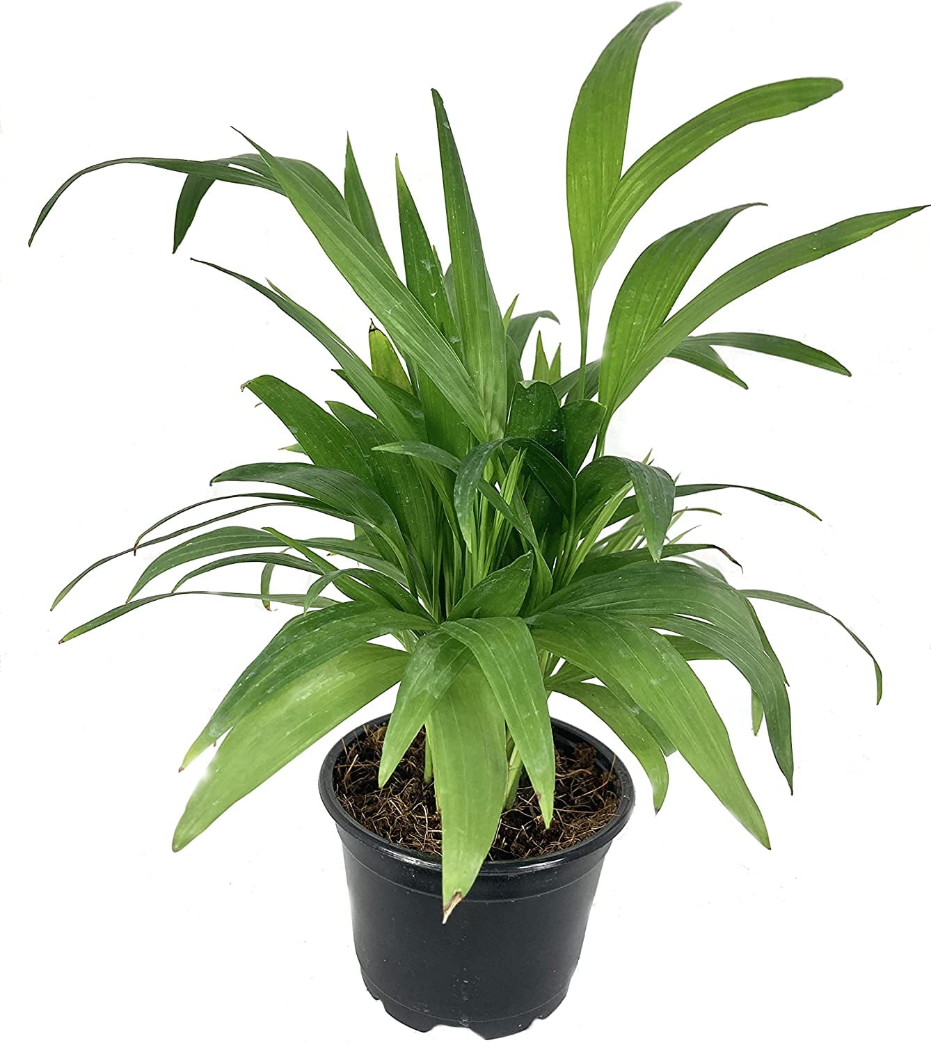 Bamboo Palm - Live Plant in a 4 Inch Growers Pot - Chamaedorea ...
