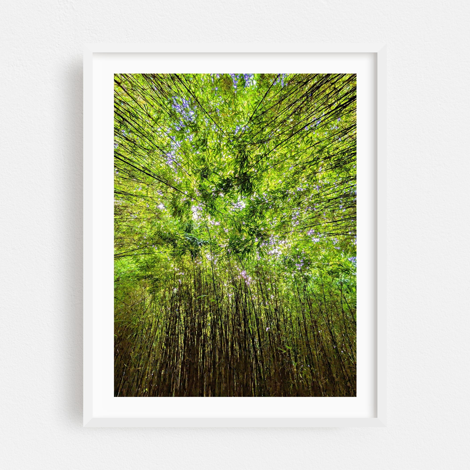 Bamboo forest - United Kingdom Photography Forest Nature Woodland ...