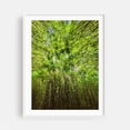 Bamboo forest - United Kingdom Photography Forest Nature Woodland ...