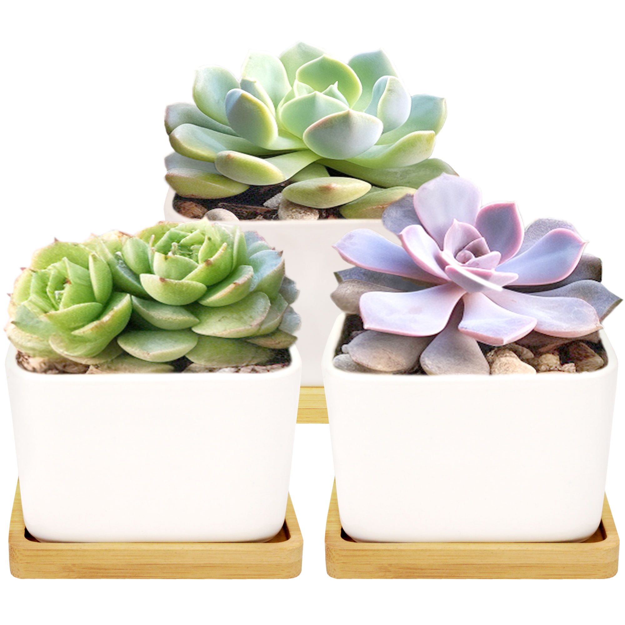 BambooMN Ceramic Succulent Pots - 3 Pots - Square - with Bamboo Trays ...