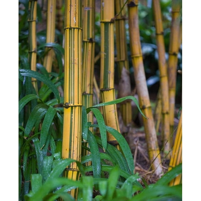 Bambusa Vulgaris Vittata Live Plant Golden Hawaiian Bamboo Beautiful ...