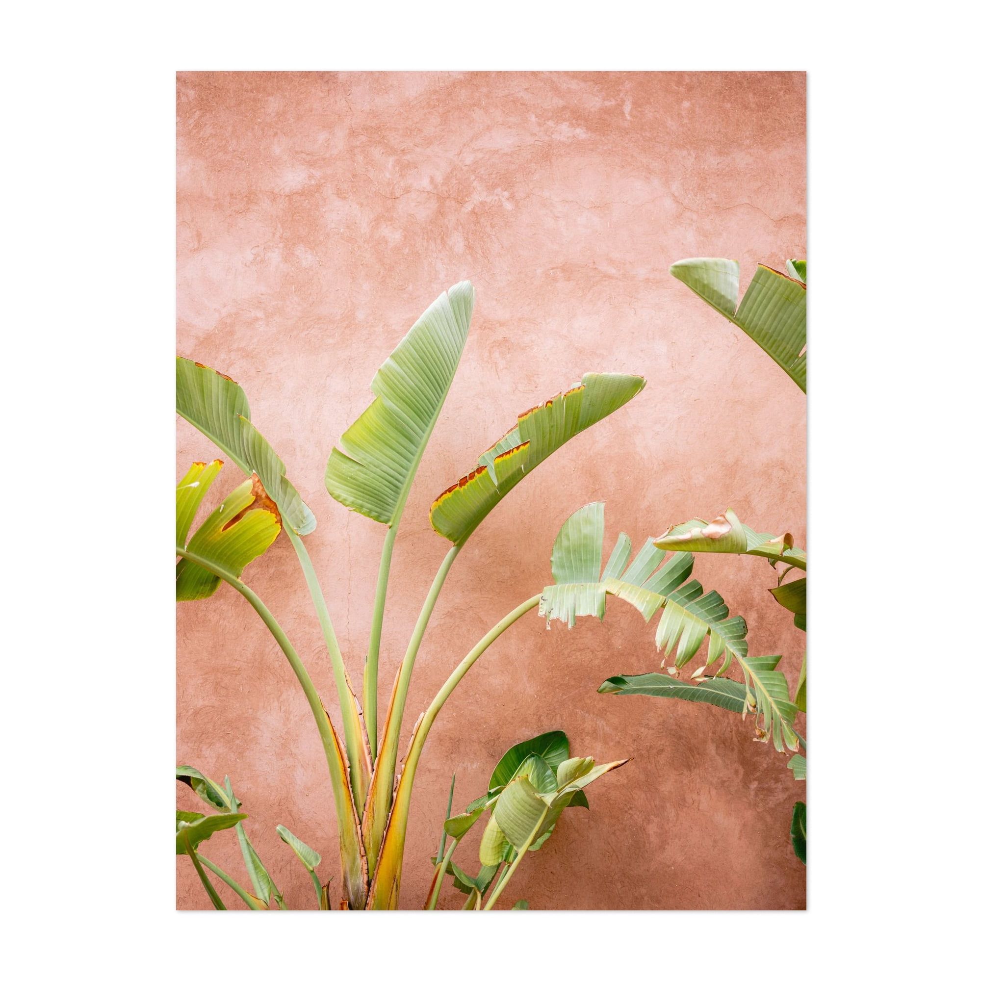 Banana Leaves - Morocco Photography Botanical Tropical Nature ...