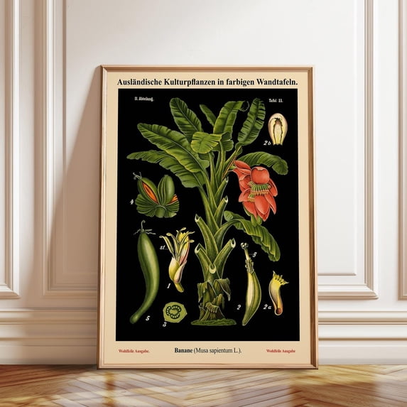 Banana Plant Botanical Vintage Style Nature Wall Art, Unframed Paper ...